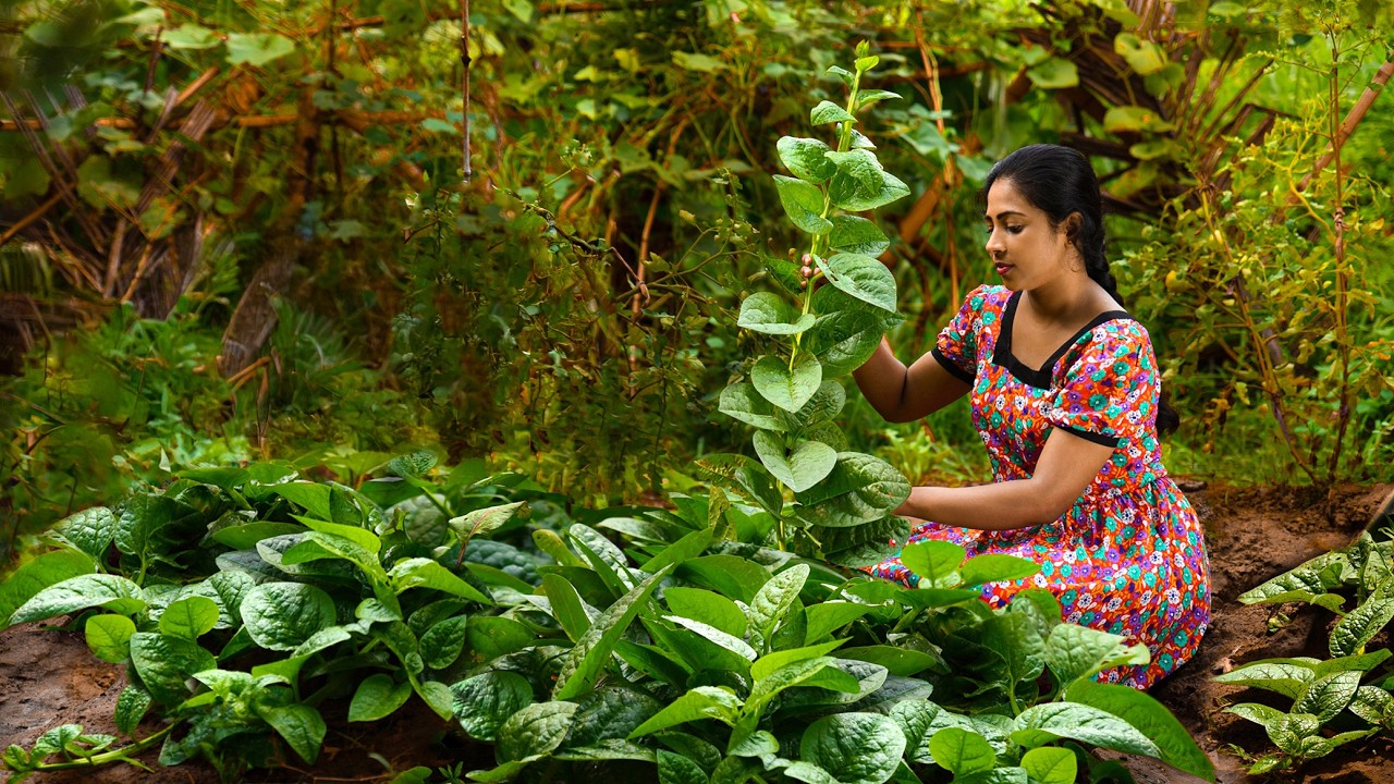 Giant spinach harvest to sweet and spicy tea time snacks ASMR cooking