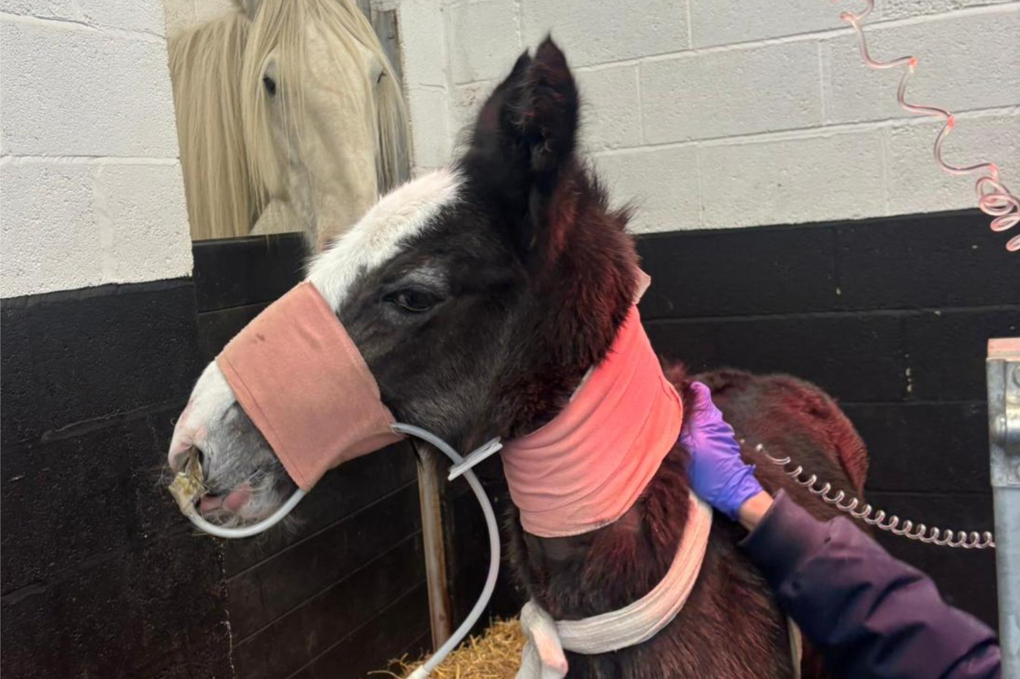 Cannon Hall Farm: Prized shire foal rushed to vets after collapsing ...