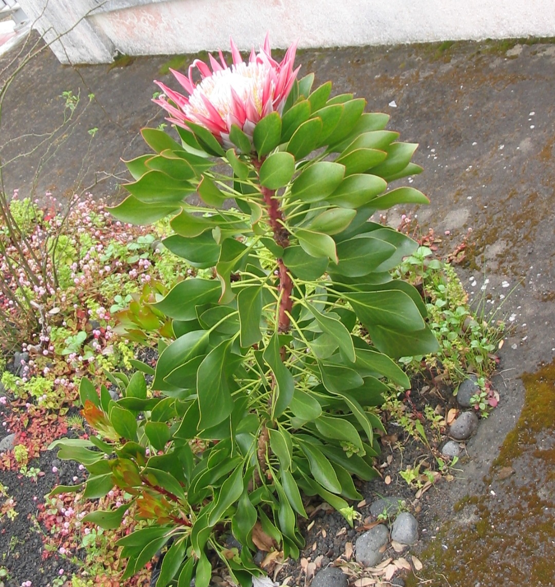 Protea cynaroides: majestosa flor é símbolo na África no Sul