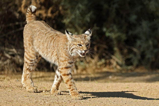 Video shows bobcat stalking teen hunter before lunging to attack him