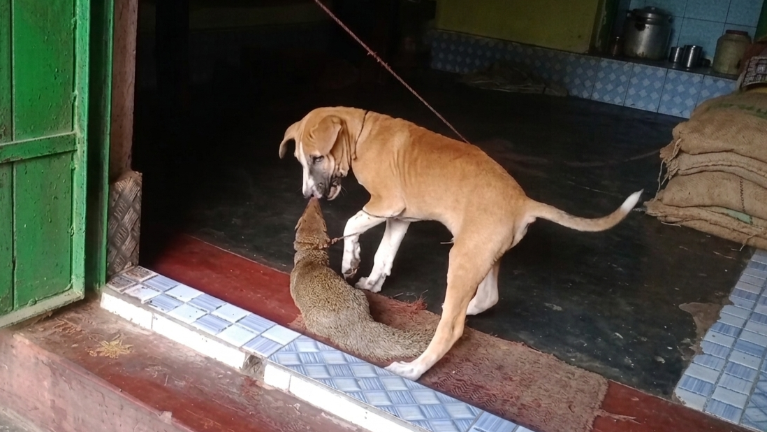 Watch what happens when a mongoose traps a dog