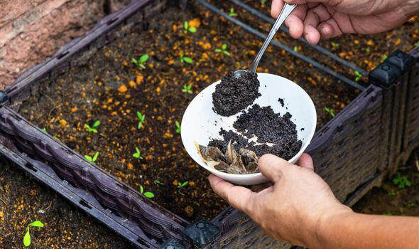 Tomatoes can grow bigger and sweeter fruit if a natural item is ...