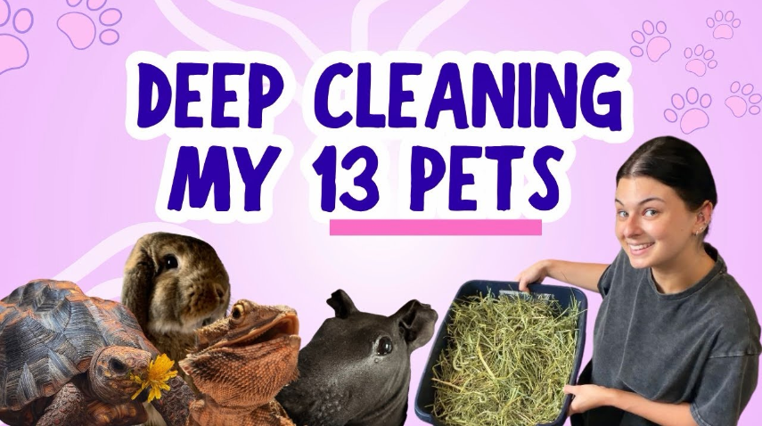 Why this extreme pet cleaning is so addictive to watch