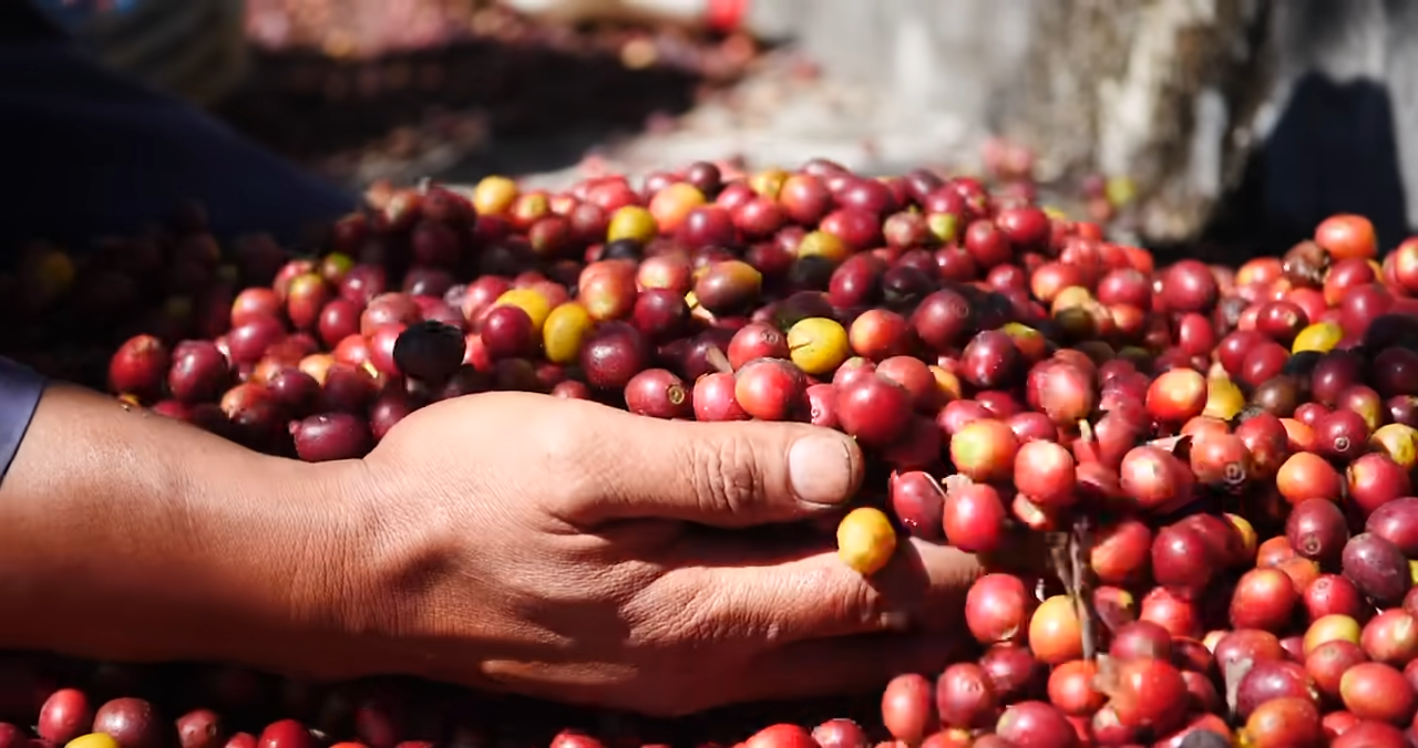 Watch what happens when your brain crashes after a caffeine spike