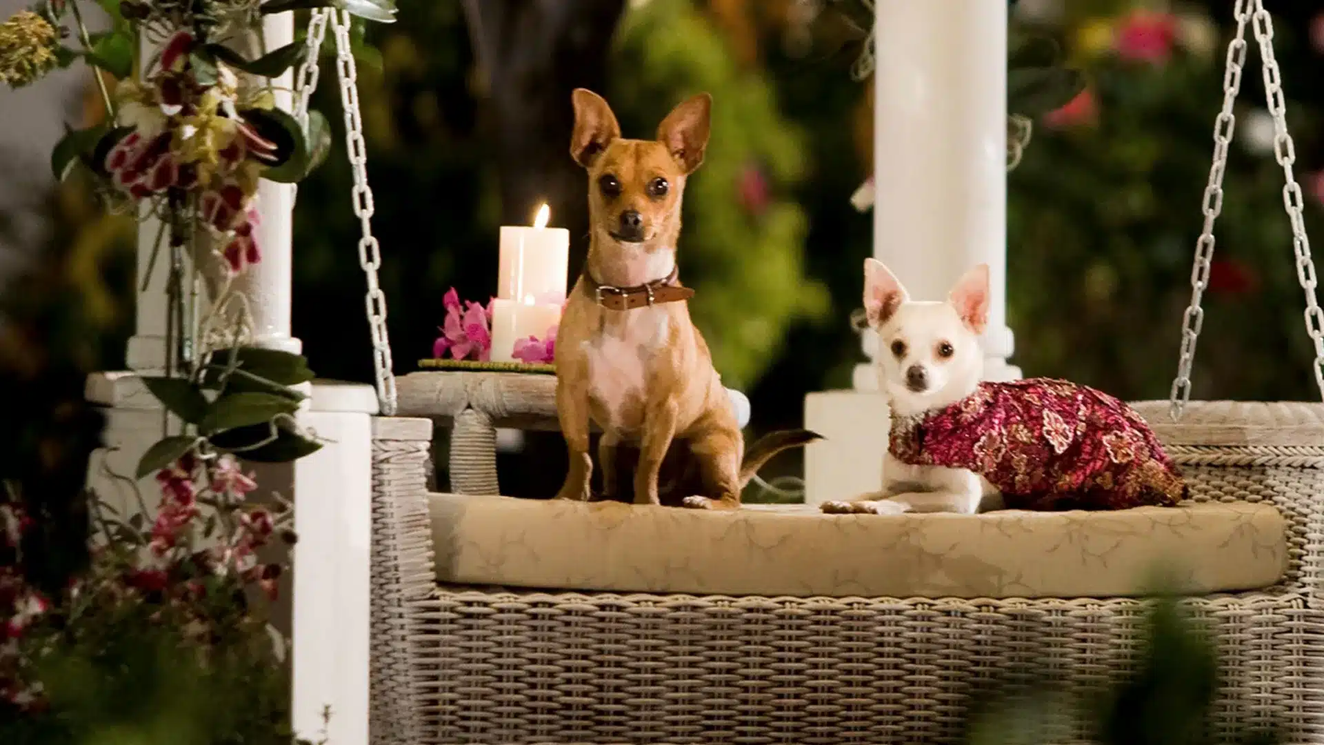The secret fortunes of the world’s richest pets