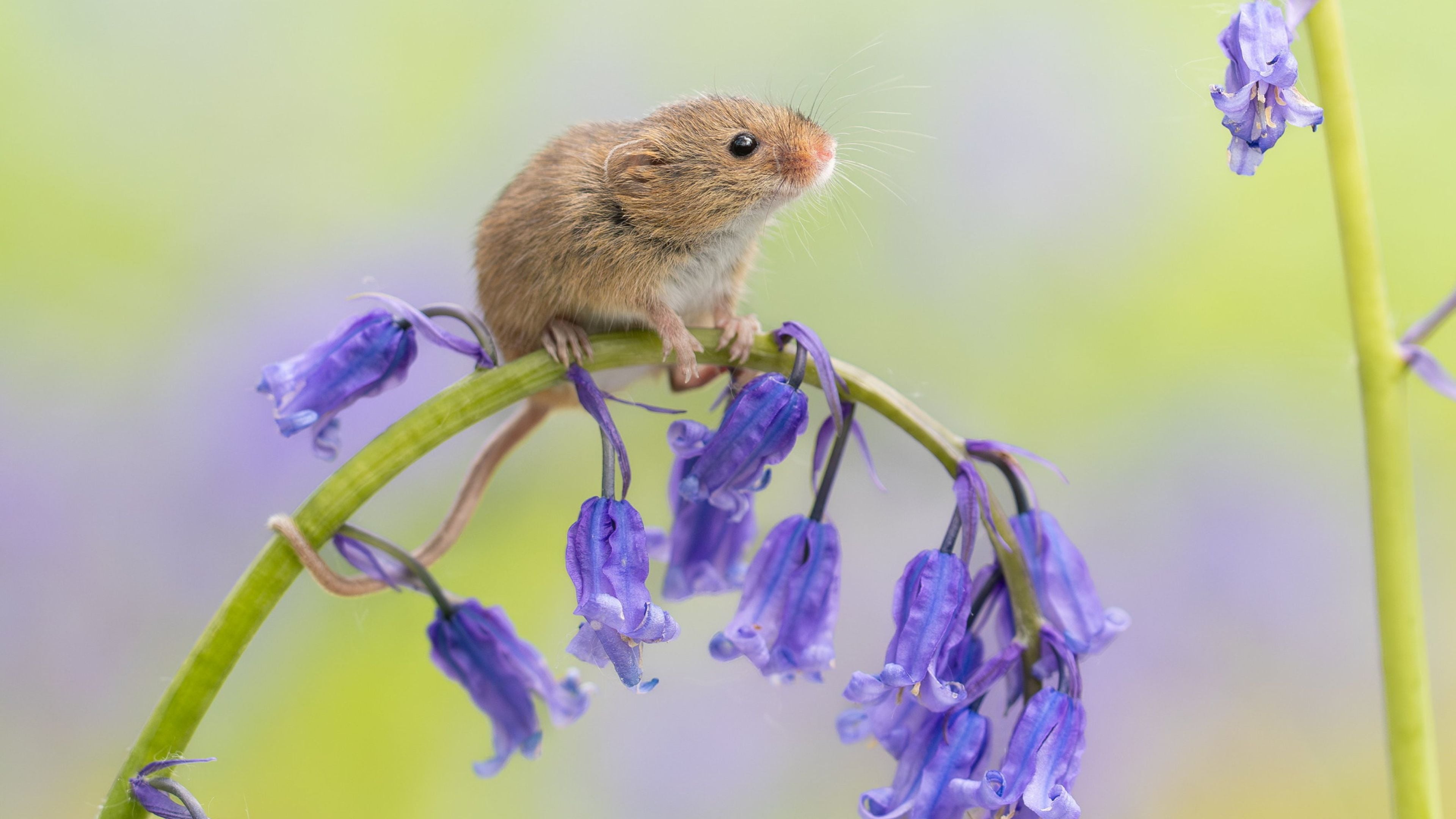 Tiny harvest mouse perches on a stalk to smell bluebells in adorable ...