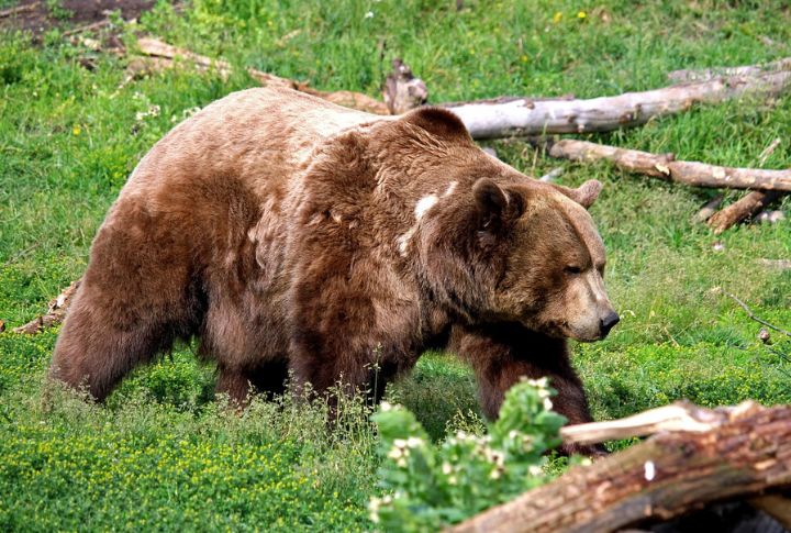 These 10 US animals are on the brink of disappearance