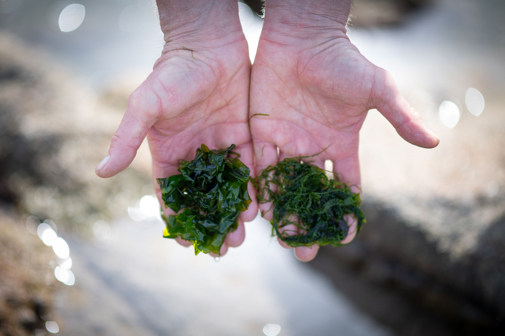What makes seaweed a superfood?