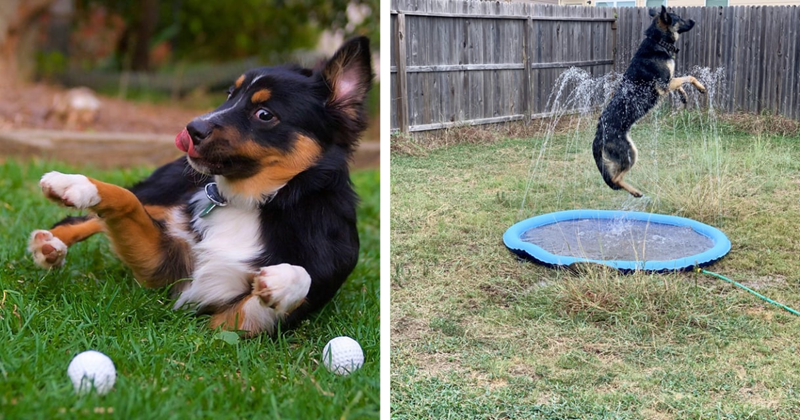 21 kinda crazy canine pics in case you were just flying off the handle