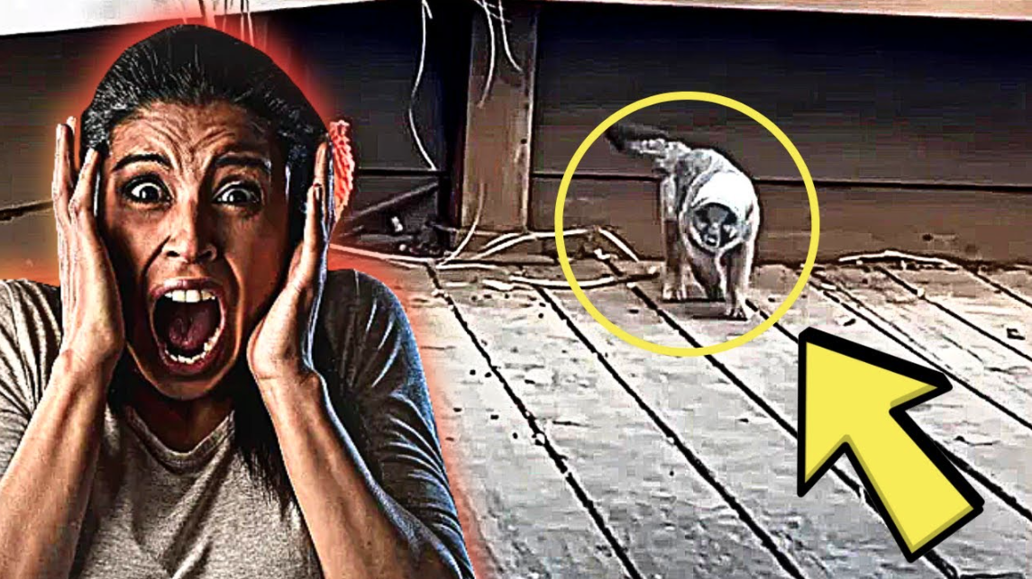 Woman rescues cat stuck in a jar but what she discovers leaves her stunned