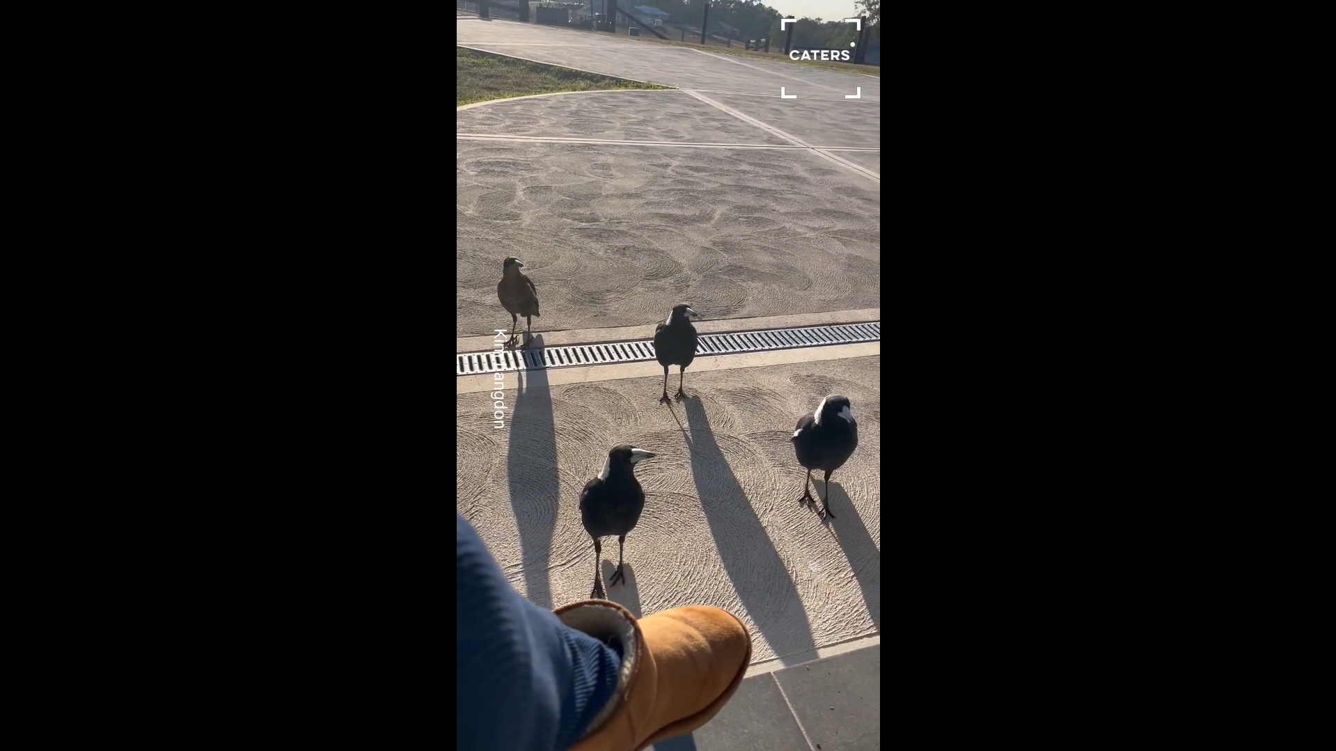 Magpies gather around woman and sound like they’re singing in unison in ...