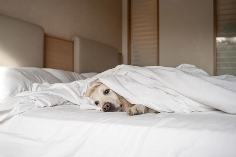 Woman goes on girl trip, tears over what her puppy does while she’s away
