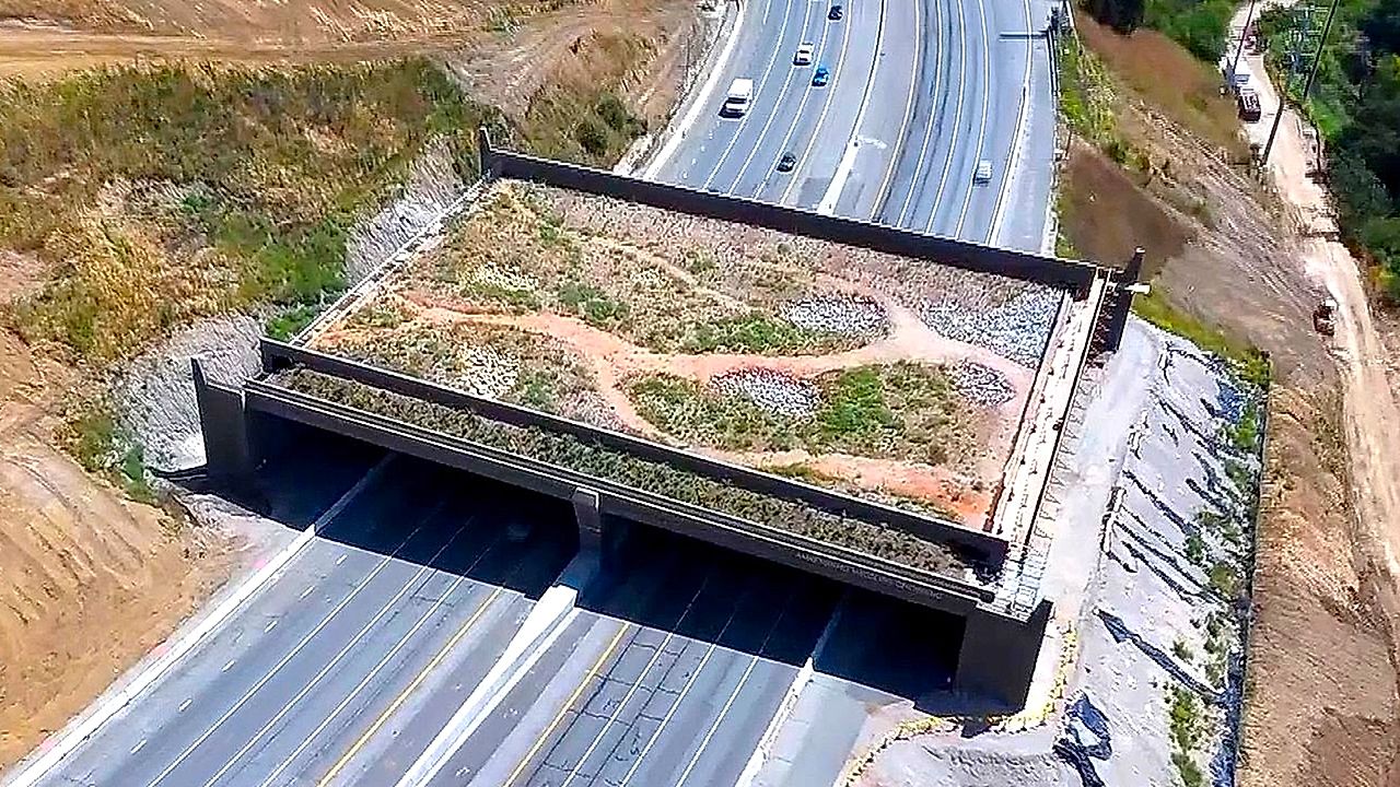 Drone footage shows world's largest wildlife crossing taking shape over ...