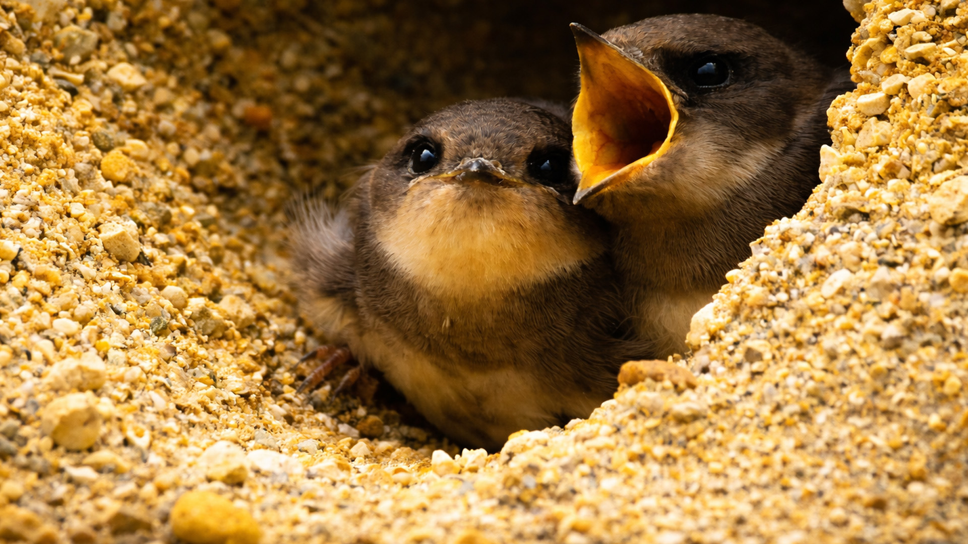 Camera trap shows the reality of life in the wild nest