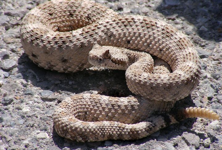 10 desert animals that could catch you off guard in Arizona