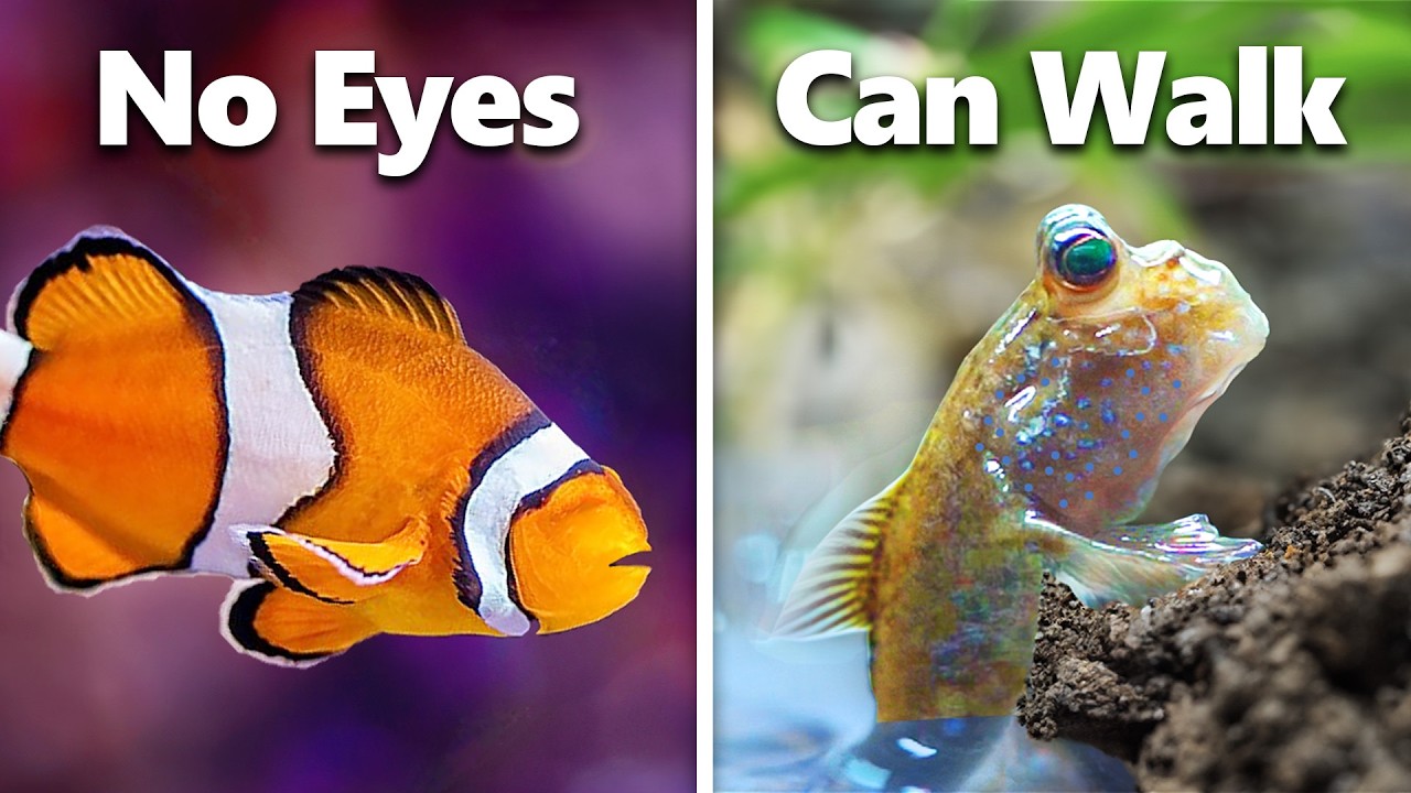 I got the 7 weirdest pet fish