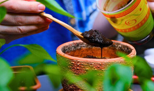 Tomatoes can grow bigger and sweeter fruit if a natural item is ...