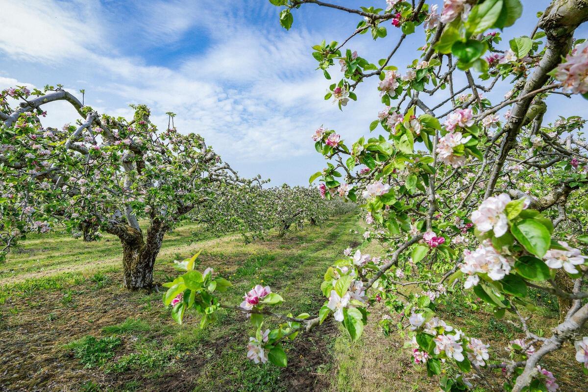 Loughgall WI extends invitation for visitors to enjoy Orchard County's ...