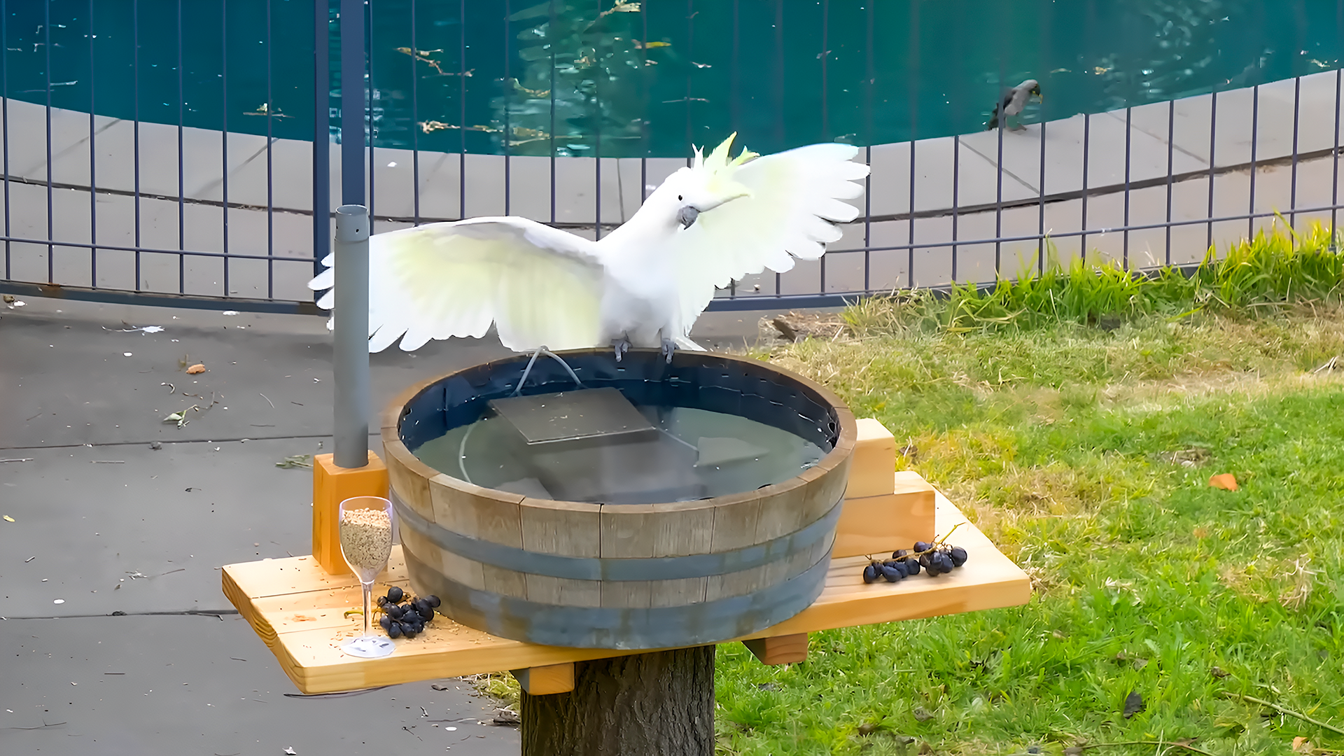 I built a hot tub for Aussie birds 🦜💦