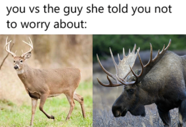 A moose-terpiece of 20 moose memes to make you feel like king of the forest