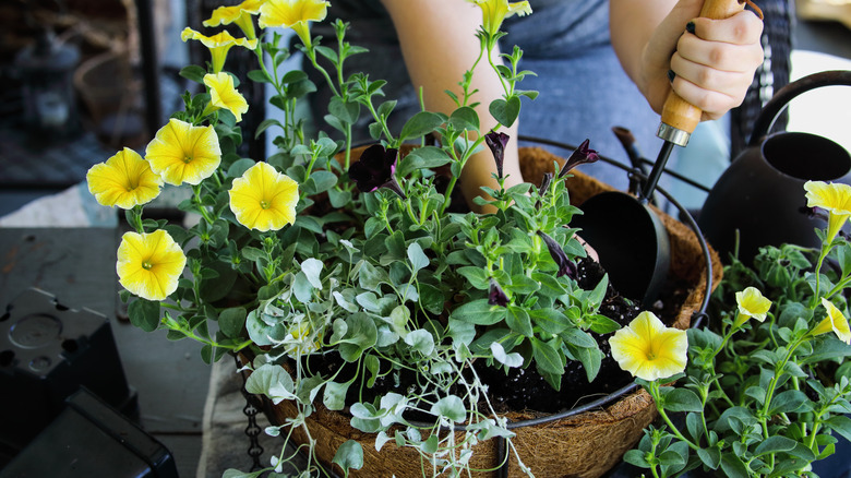The 12 Best Filler Plants For Eye-Catching Flower Pot
