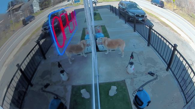 Pooch runs away to go to doggie daycare