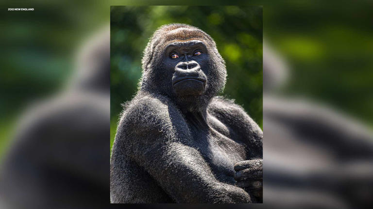 Boston's beloved gorilla Little Joe is headed to Pittsburgh