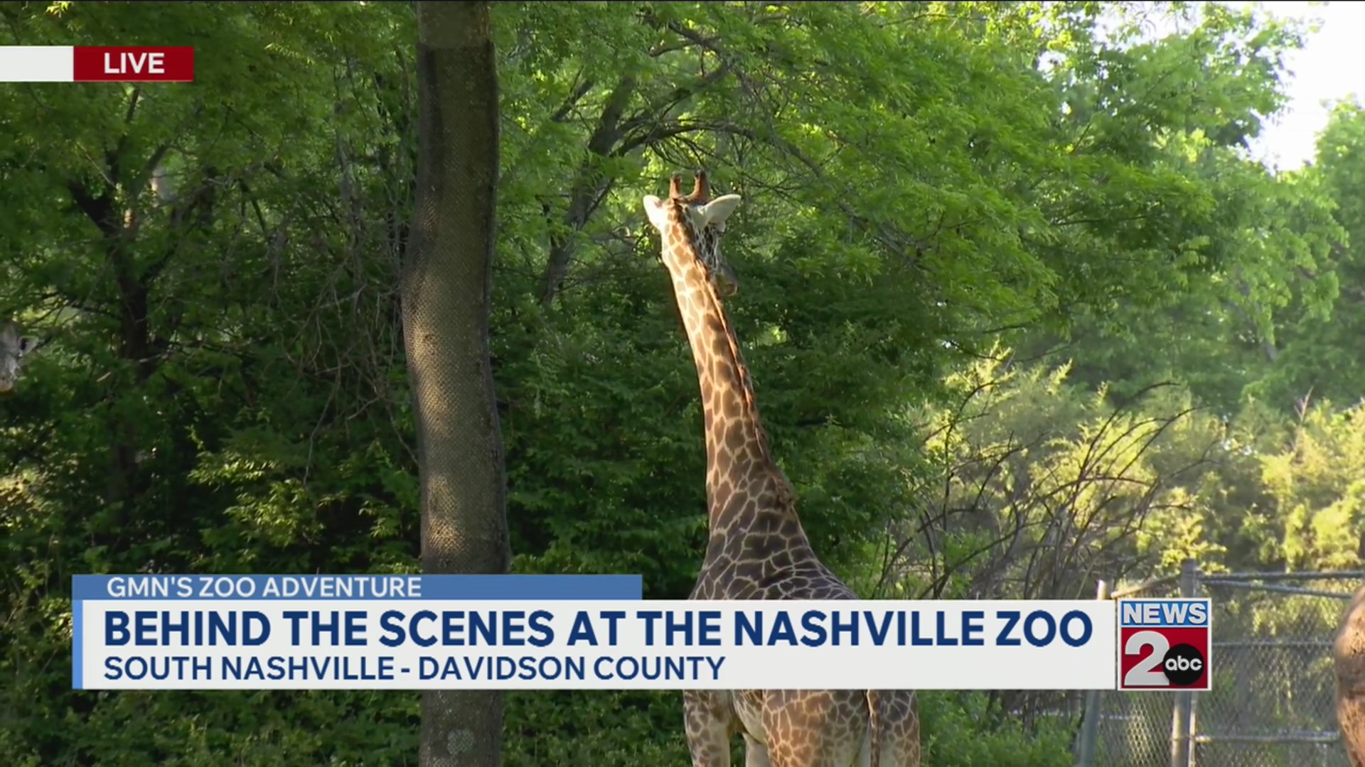 Peyton gets a behind-the-scenes look at Nashville Zoo's giraffe exhibit