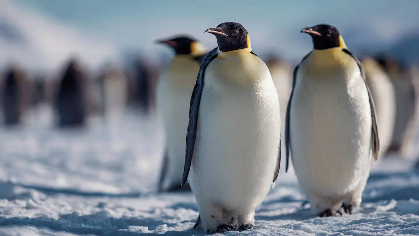 How penguins survive the harsh Antarctic cold with remarkable natural ...