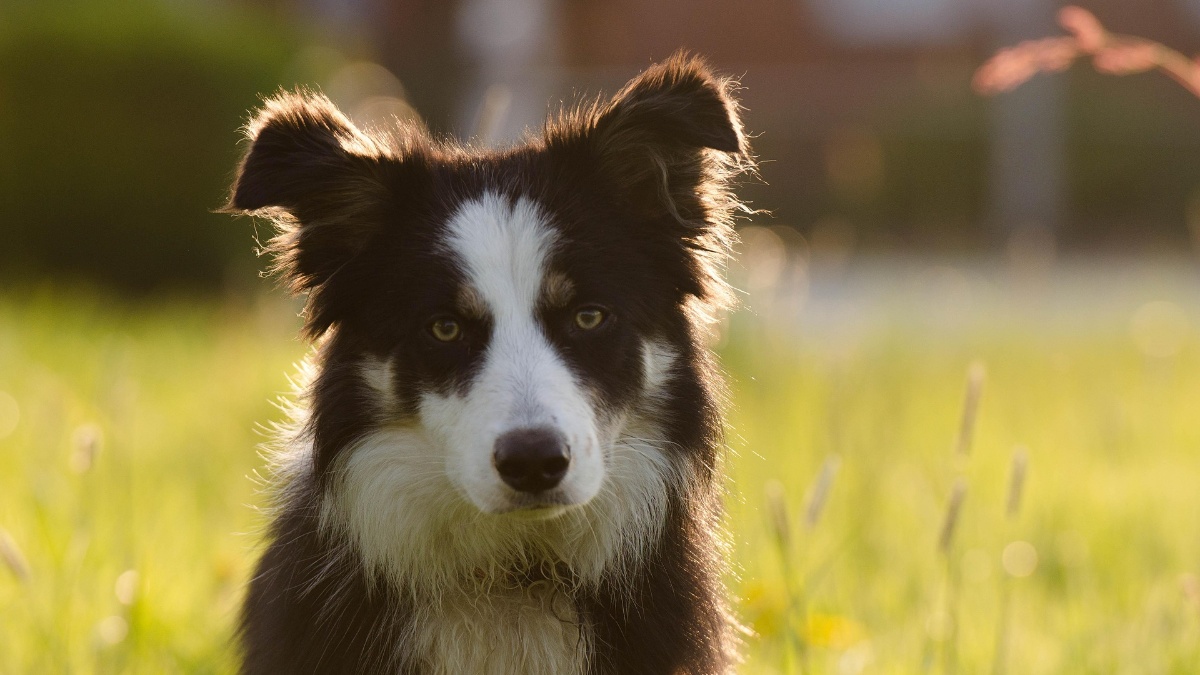 How smart is your dog? Here's how the smartest breeds are ranked
