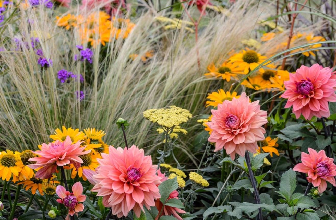 6 most beautiful perennial flowers to plant in your garden