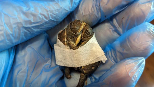 Virginia wildlife center reports progress for rare box turtle twins