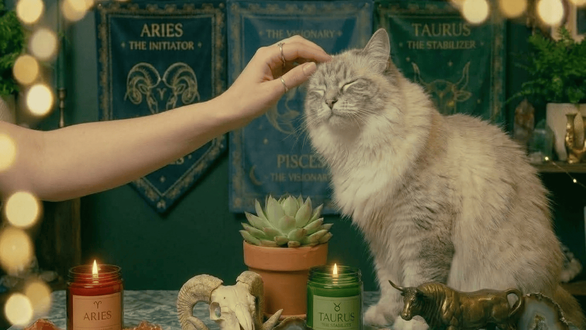 The perfect cat breed for your zodiac sign (yours will surprise you!)