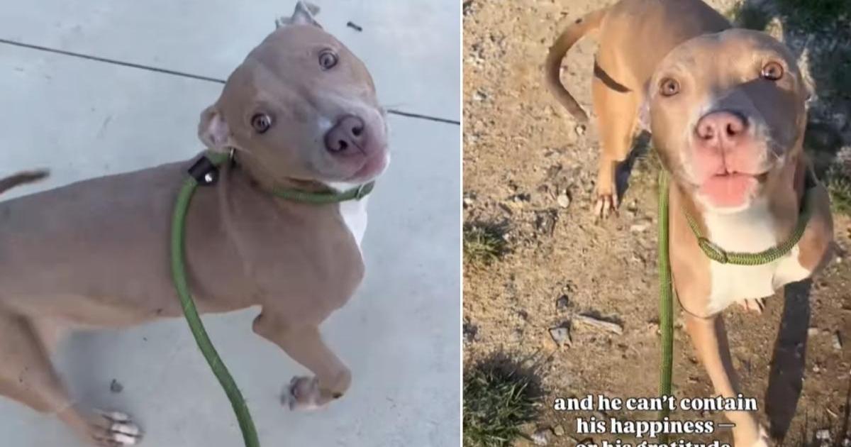 Shelter dog leaves kennel for his first walk in days & it goes like this