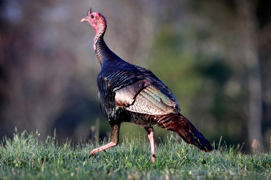 Pennsylvania spring gobbler season opens this May. Here’s what to know