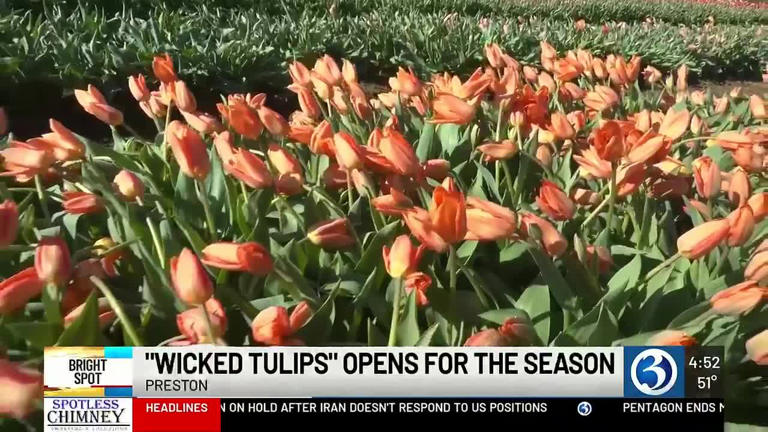 Wicked Tulips in Preston opens for picking season