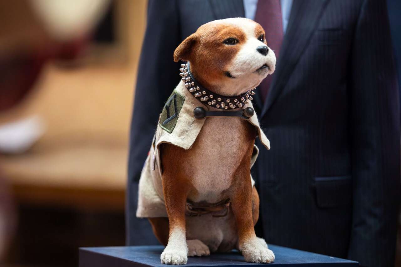Statue of Connecticut's famous war dog, Sgt. Stubby, unveiled at state ...