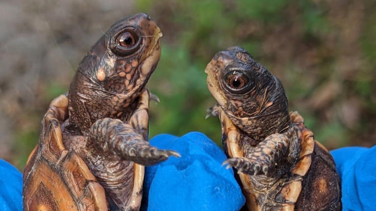Virginia wildlife center reports progress for rare box turtle twins