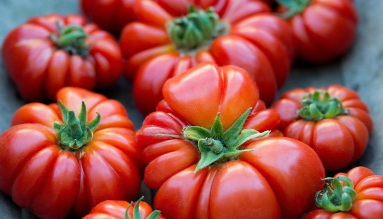 El tomate que no puede copiar el súper: Limache y el secreto de su ...