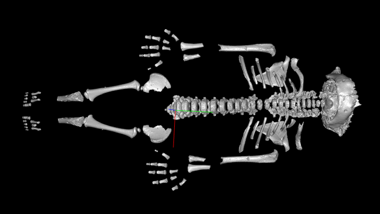 Neanderthal toddlers grew faster than modern humans, possibly due to ...
