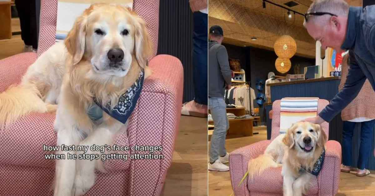 Dog's face changes instantly after someone stops petting him