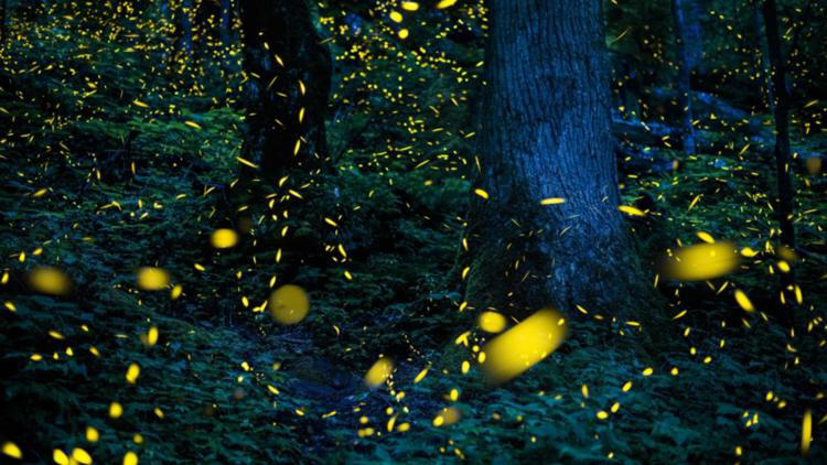 Lottery applications open for GSMNP 2026 synchronous firefly viewing