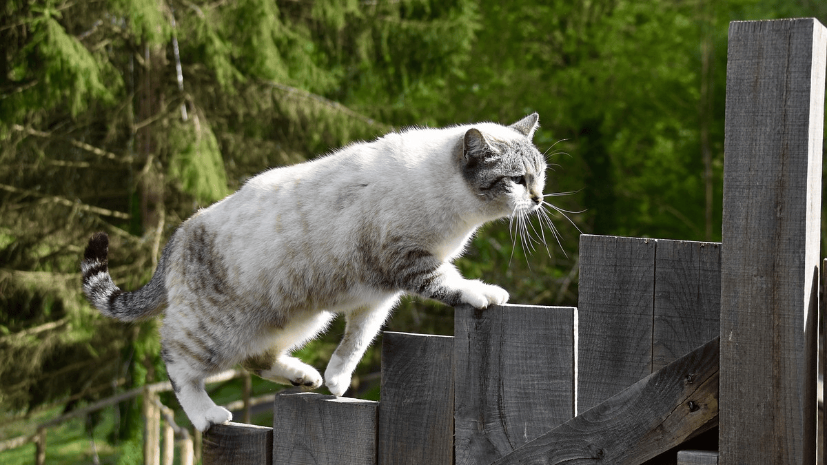 If I were an old cat, this is what I would like my owners to do for me