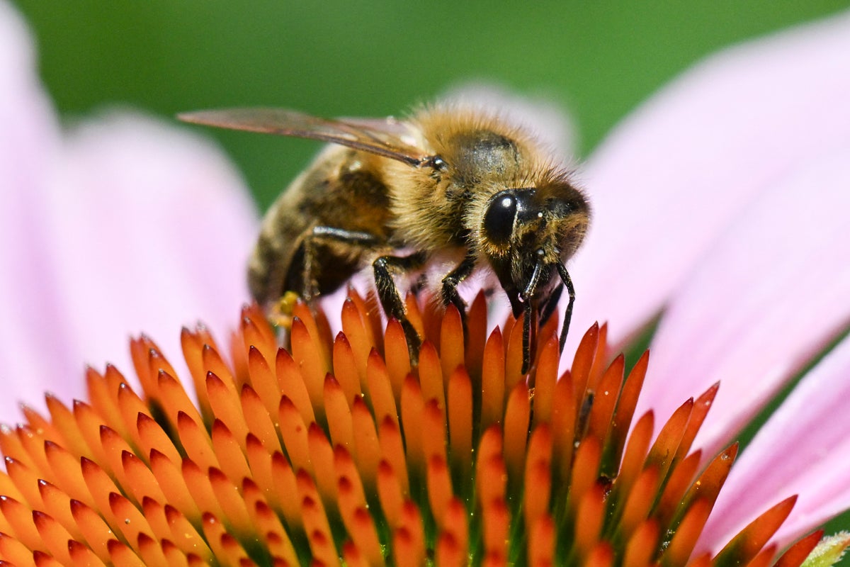 Climate change extends hay fever season for weeks