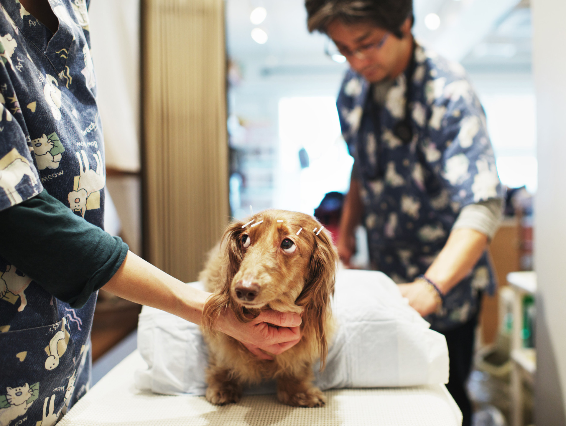 Protégez votre chien : voici comment réagir face aux maladies les plus ...