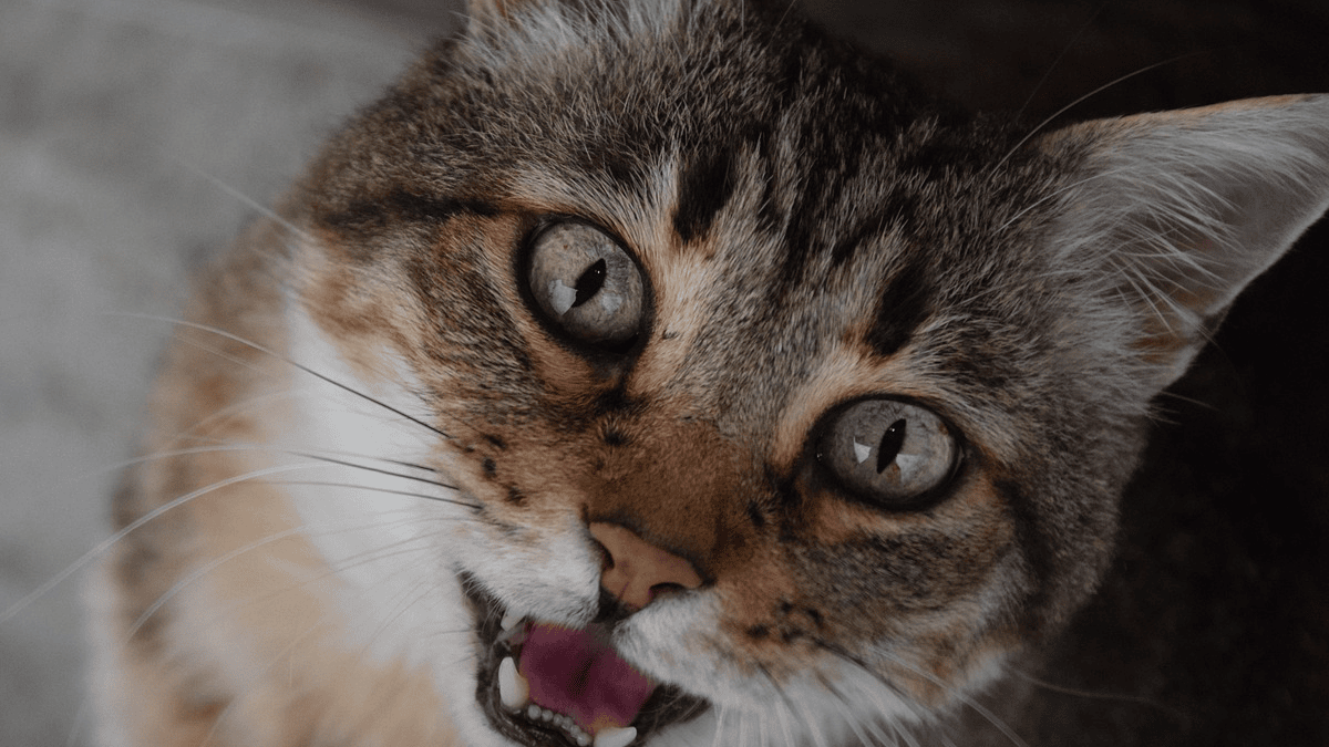 11 unique traits that make you irresistible to cats