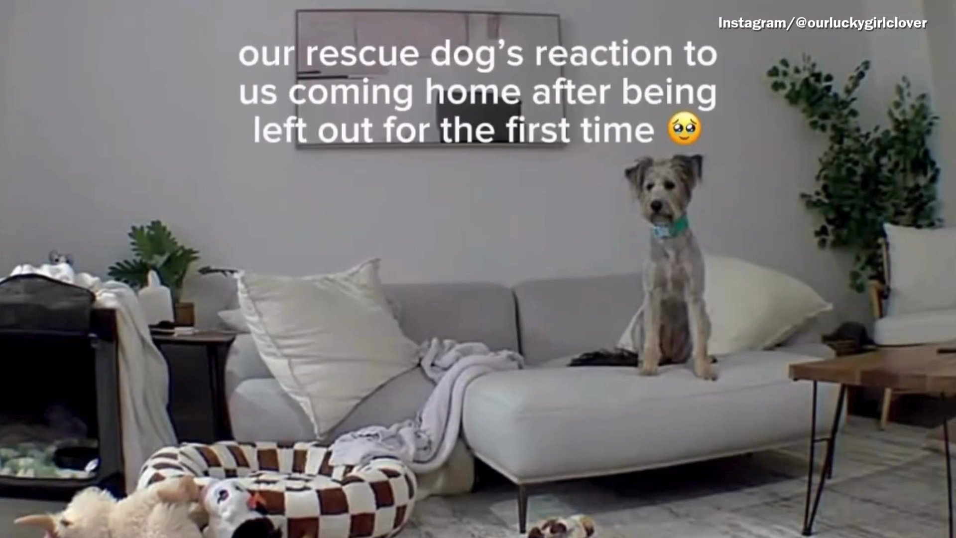 Rescue dog’s first time out of crate