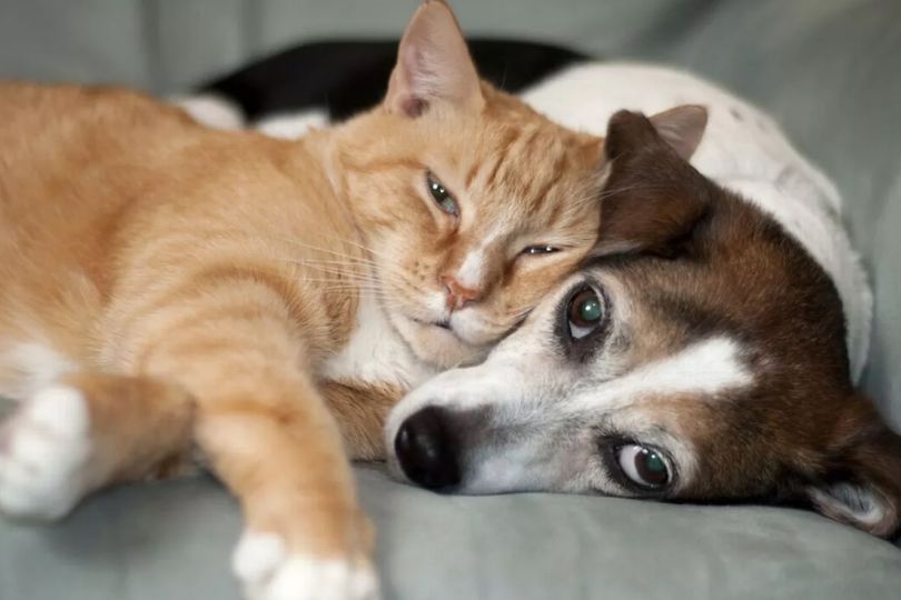 UK cat and dog owners hit by new £90 charge from Wednesday, April 22