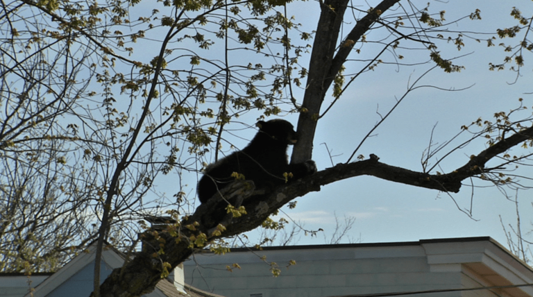 Bear spotted in tree in Albany, roads closed