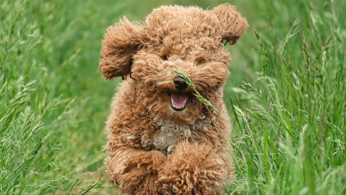 How old is your dog in human years? Find out their true age here (in ...